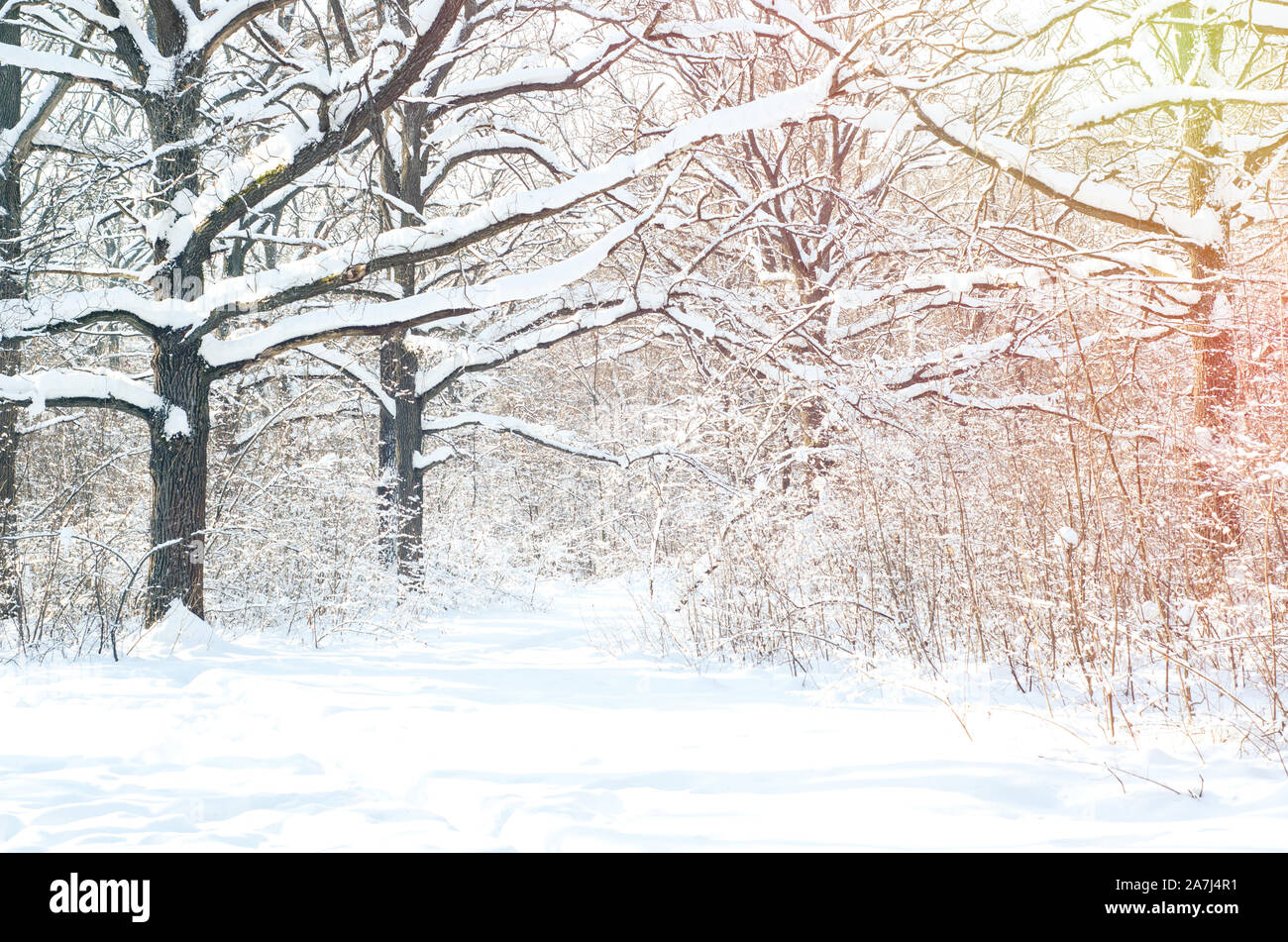 winter landscape of trees with snow Stock Photo - Alamy