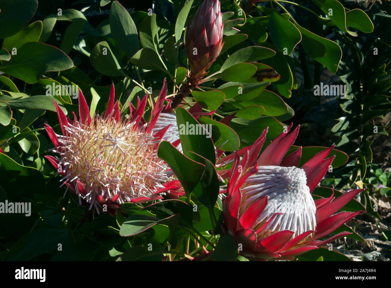 Little prince protea hi-res stock photography and images - Alamy