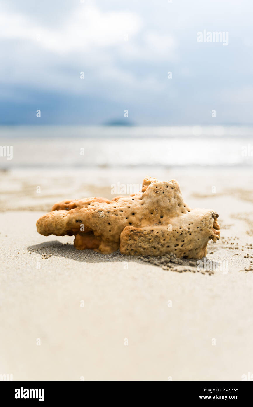 A coral laying on a beach with an island in the distance Stock Photo ...