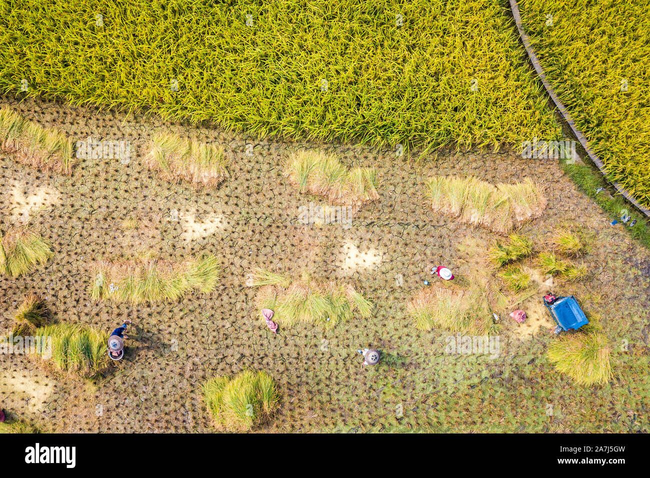 Farmers in Miao autonomous prefecture harvest rice in central China's ...