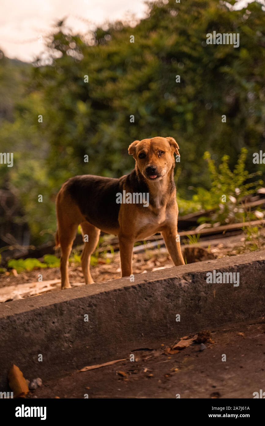 A dog wandering around a tourist attractions Stock Photo - Alamy
