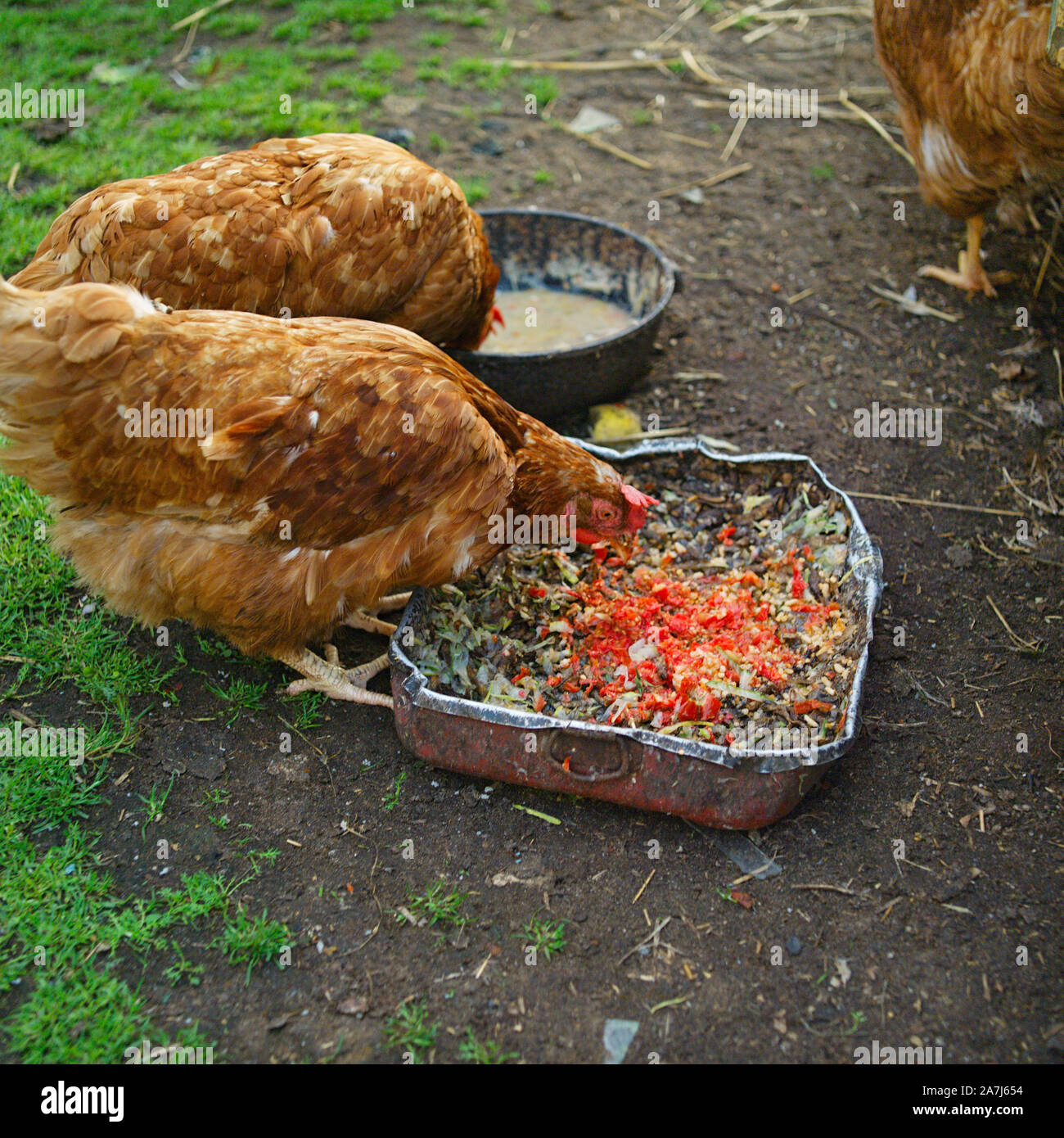 Hens eating in a farmyard, outdoor square shot Stock Photo - Alamy