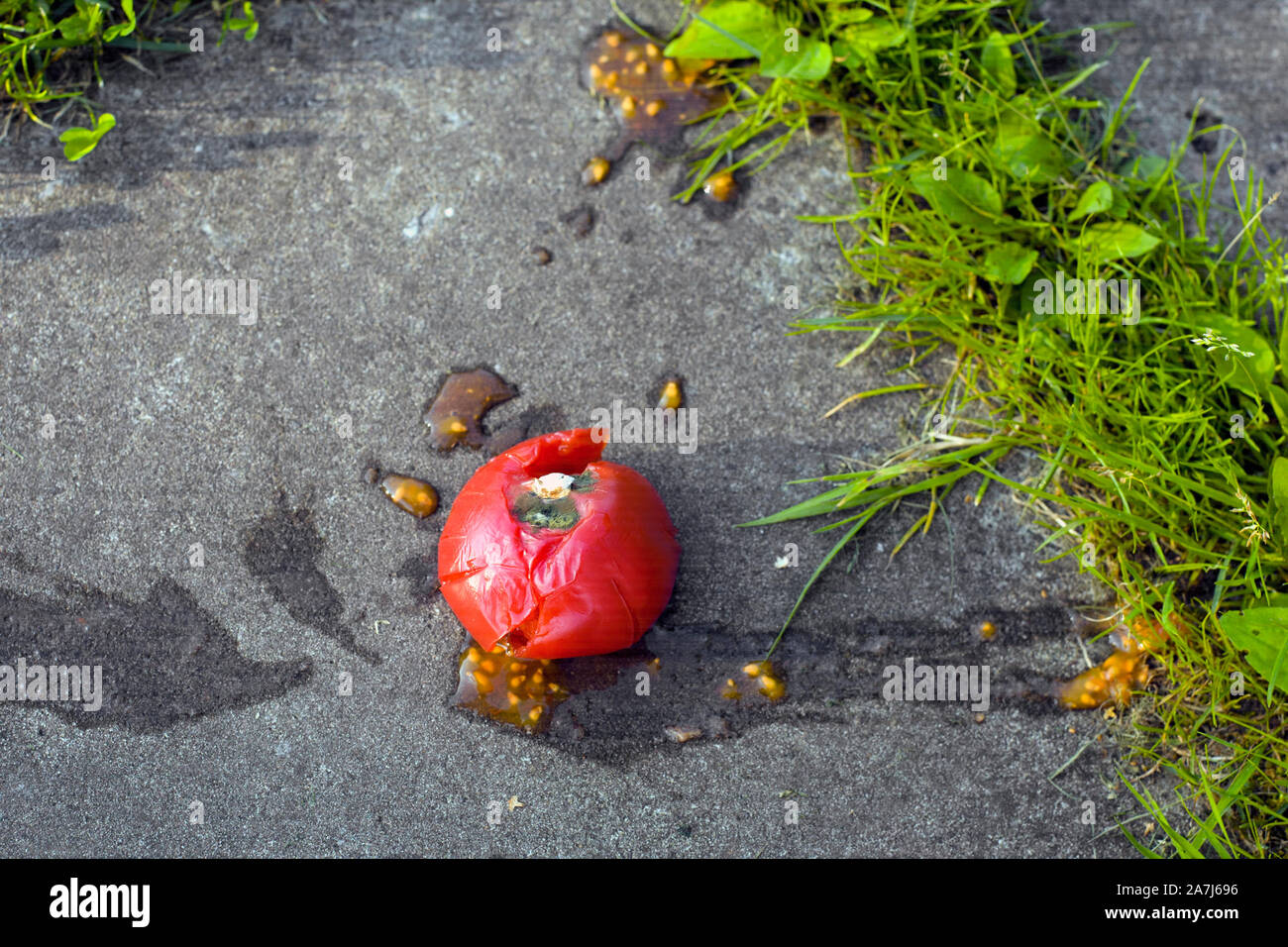 Outdoor close-up shot of a squeezed tomato abandoned on asphalt Stock ...