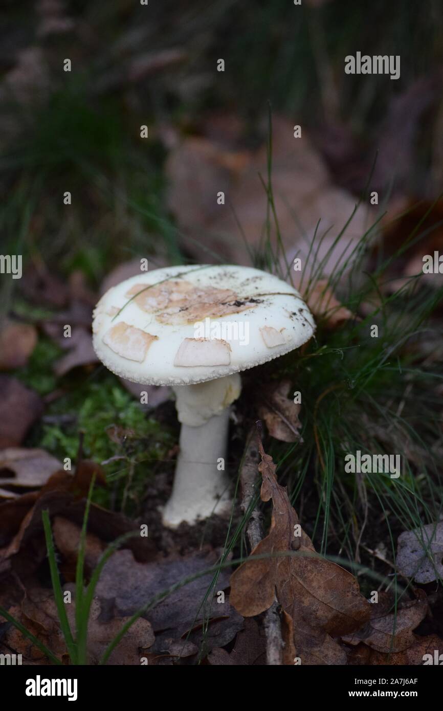 Deadly poisonous species of mushroom hi-res stock photography and ...