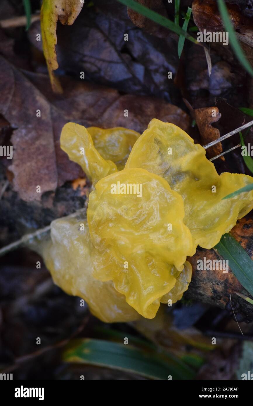 Trembler hi-res stock photography and images - Alamy