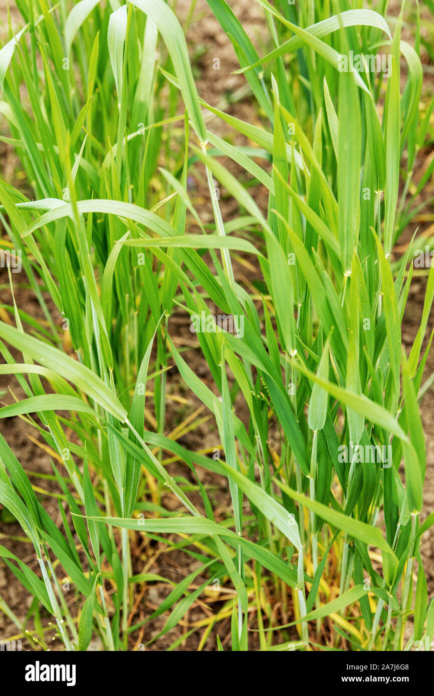 Triticum spelta garden hi-res stock photography and images - Alamy