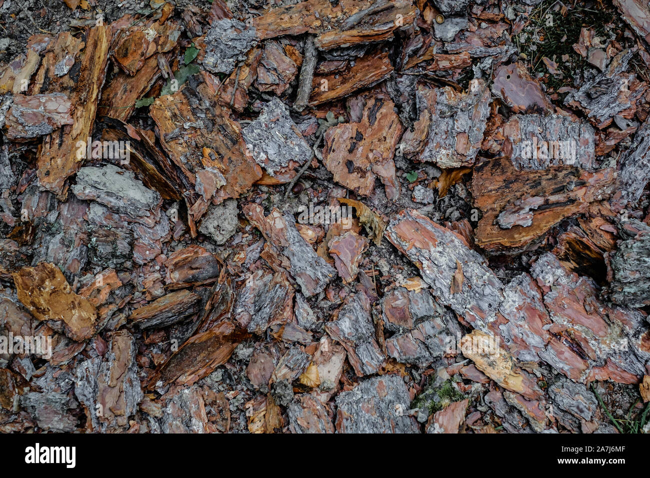 barked oak tree in the forest Stock Photo - Alamy