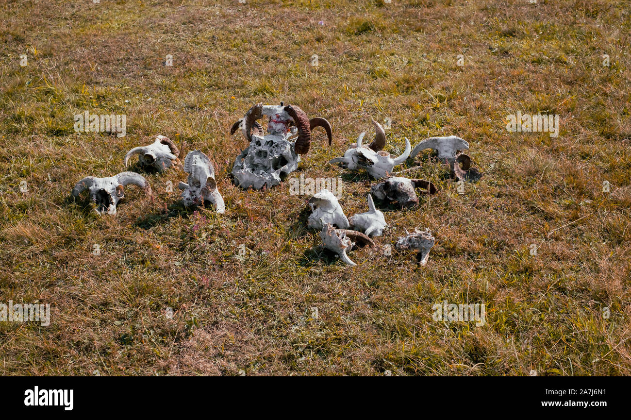 european ram skulls in grass Stock Photo - Alamy