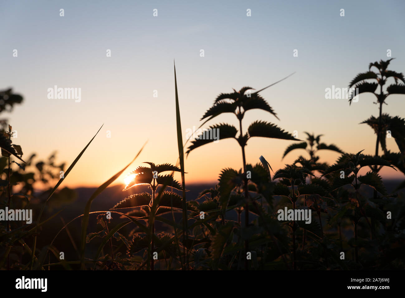 panorama of stinging nettles by sunrise, with blue golden sky Stock ...