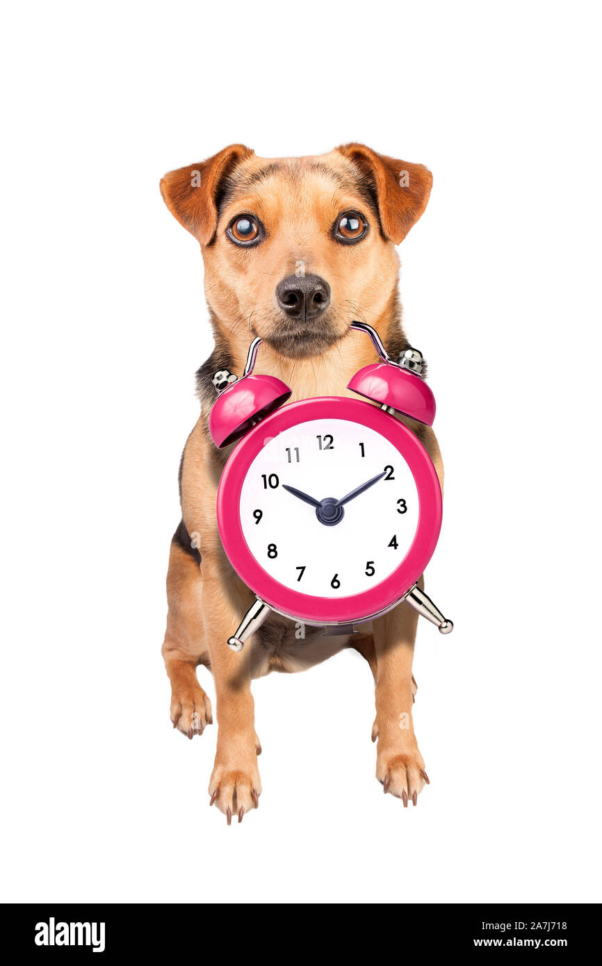 Cute little Dog holding vintage clock alarm isolated on white Stock ...