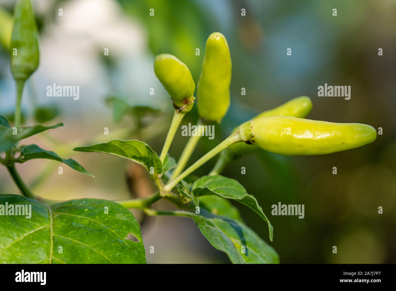 Green chilli tree hi-res stock photography and images - Alamy