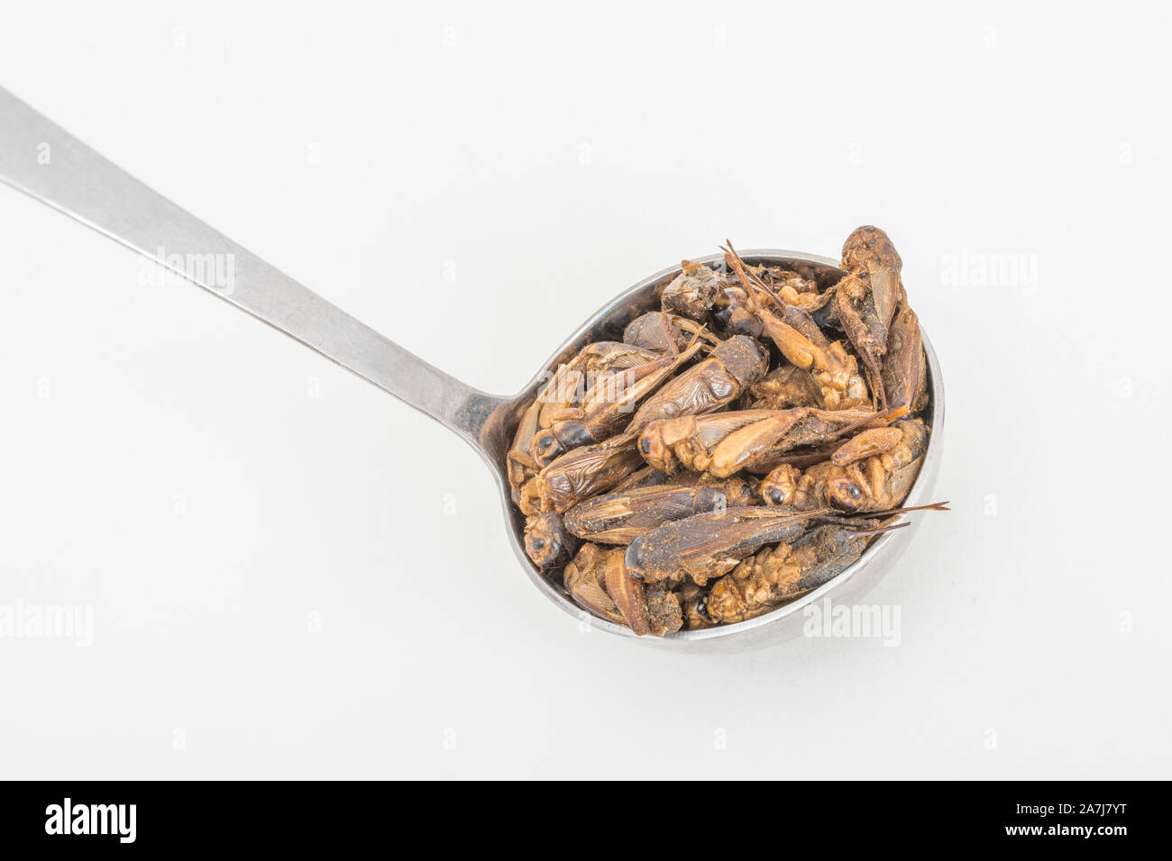 Dried Crickets (?Short Tailed) on spoon & neutral b/gd. As human food ...