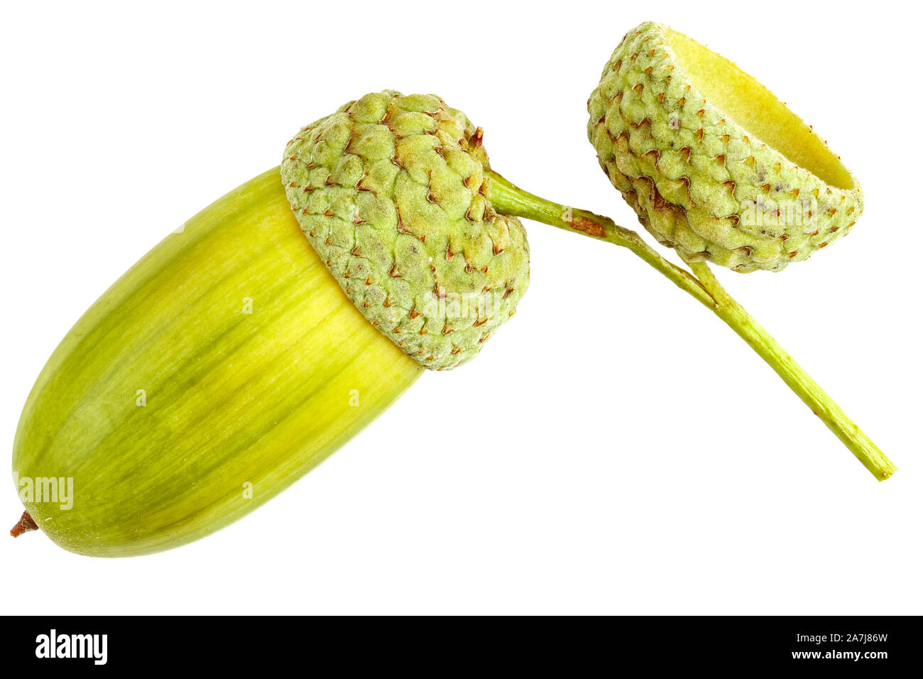 pale green acorn on a white background, isolated. file contains ...