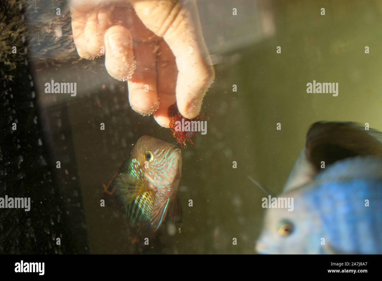 Close up hand feeding fish hi-res stock photography and images - Alamy
