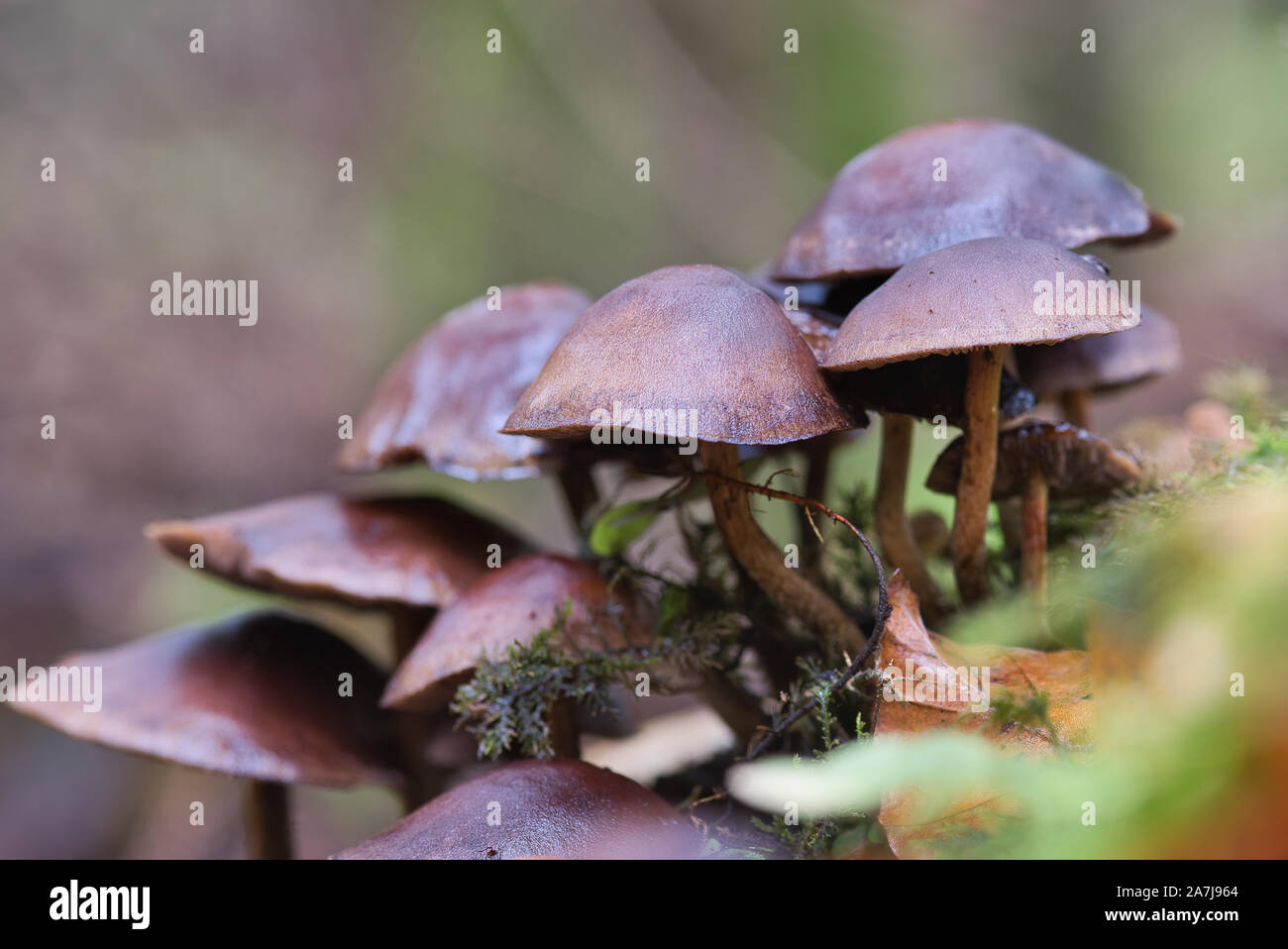 Pilz,Mushroom,giftig,poison, Wald,Wood, Waldpilz,Herbst,Pilzzeit,natur ...