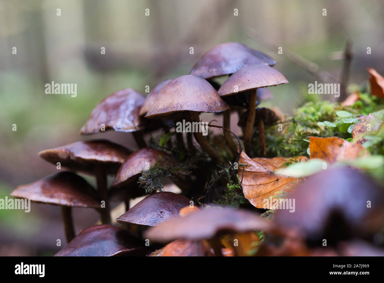 Wald Champignon High Resolution Stock Photography and Images - Alamy