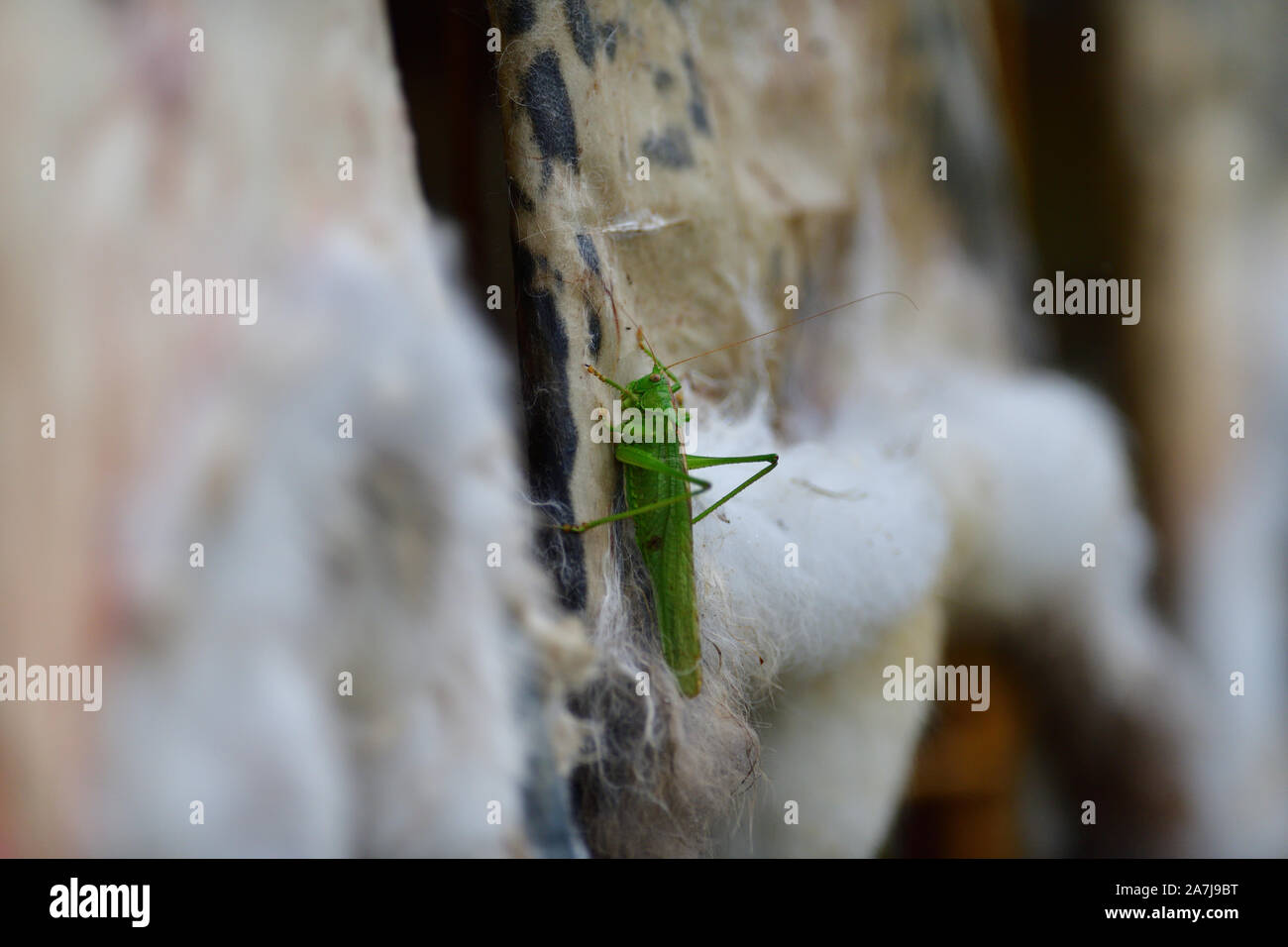 Cricket crawling on plant hi-res stock photography and images - Alamy