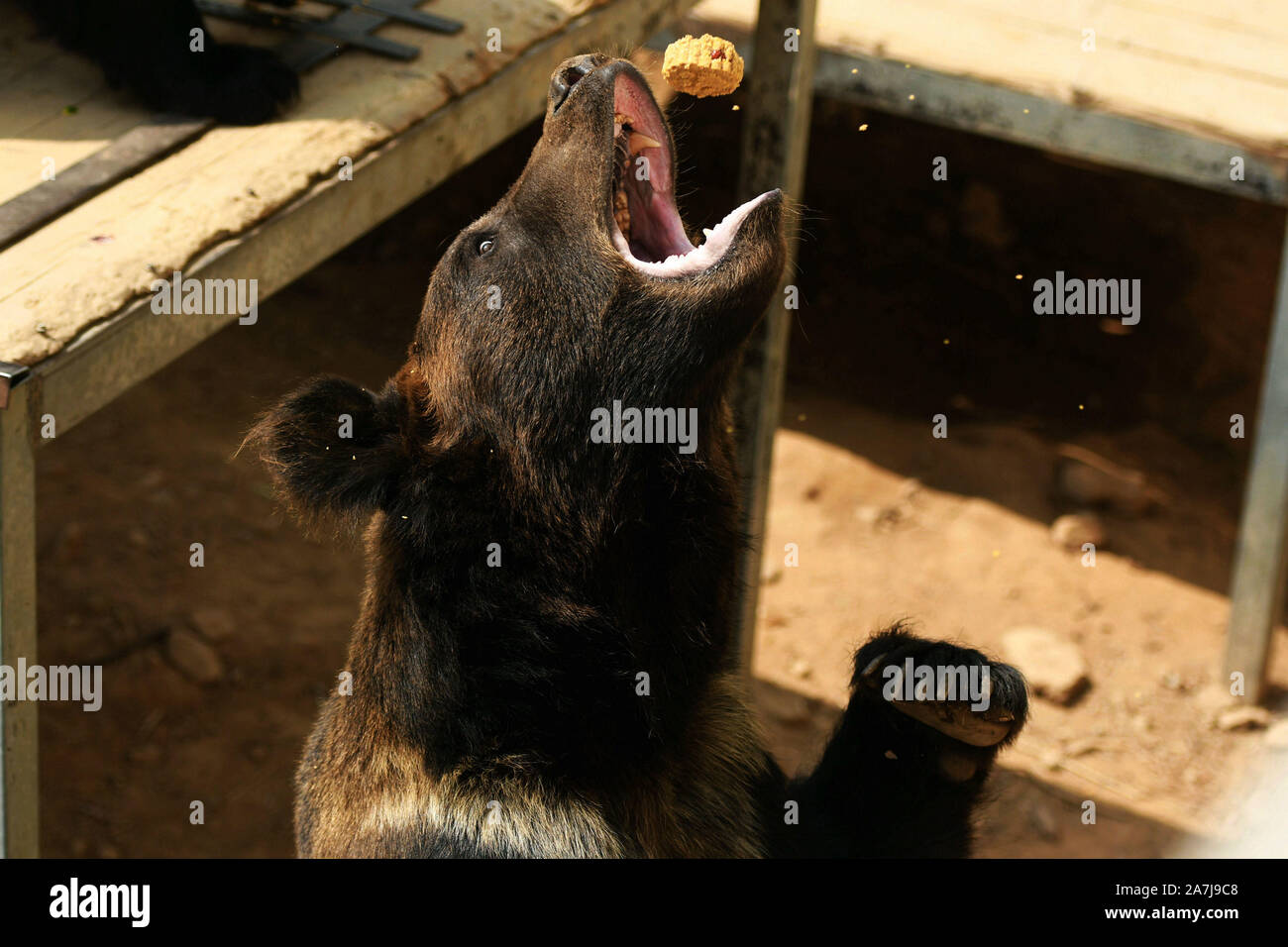 A brown bear eats a mooncake in Qingdao Forest Wildlife Park in Qingdao ...