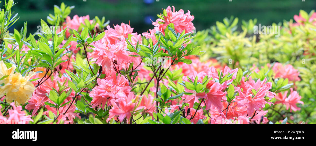Pink coral Japanese rhododendron, lush flowering in the nursery of ...