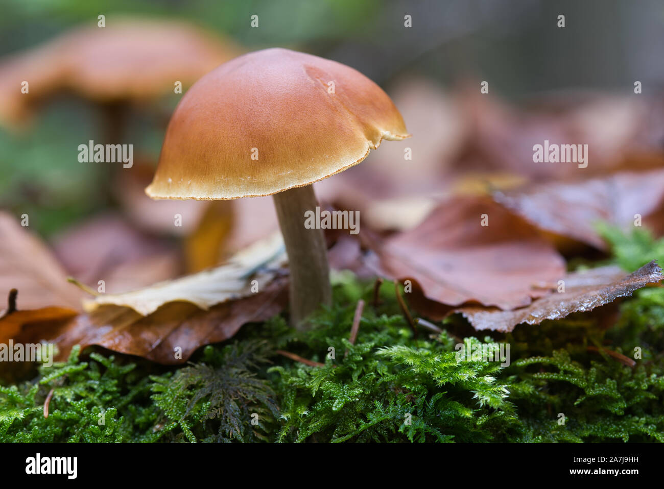 Pilz,Mushroom,giftig,poison, Wald,Wood, Waldpilz,Herbst,Pilzzeit,natur ...