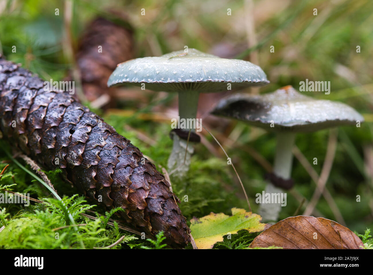 Wald champignon hi-res stock photography and images - Alamy