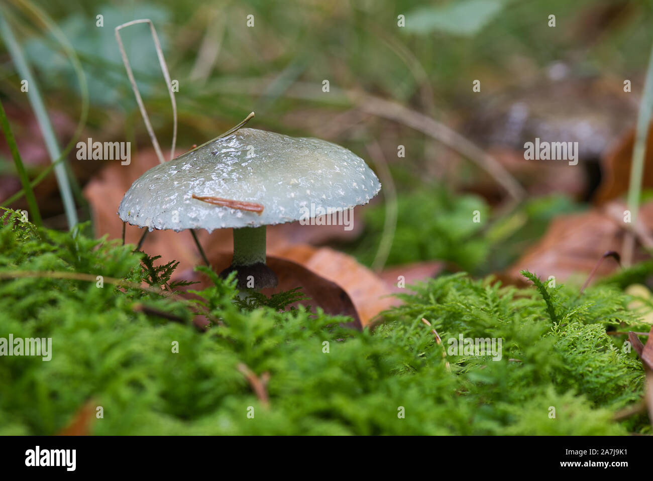 Pilz,Mushroom,giftig,poison, Wald,Wood, Waldpilz,Herbst,Pilzzeit,natur ...