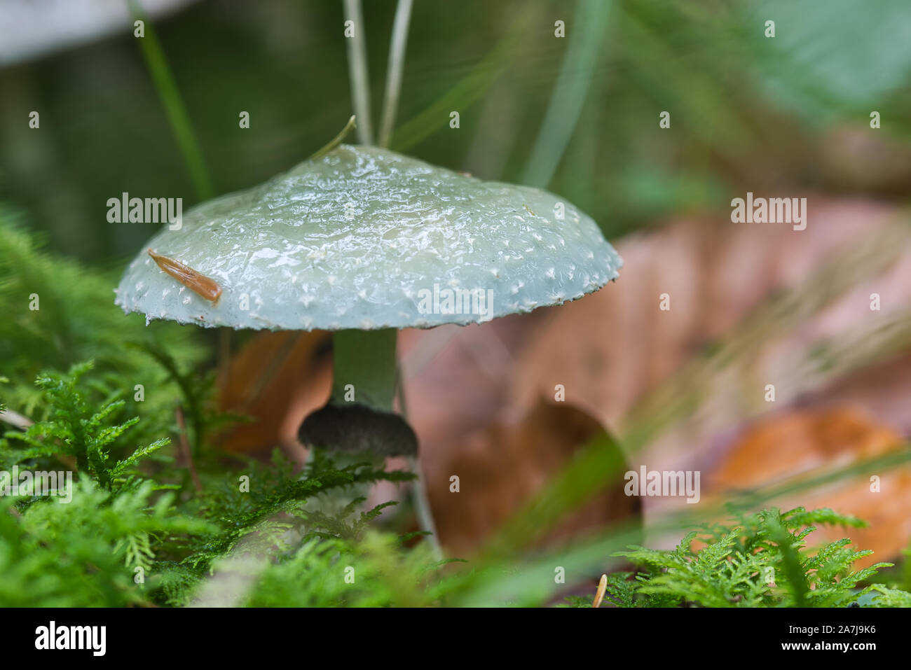 Pilz,Mushroom,giftig,poison, Wald,Wood, Waldpilz,Herbst,Pilzzeit,natur ...