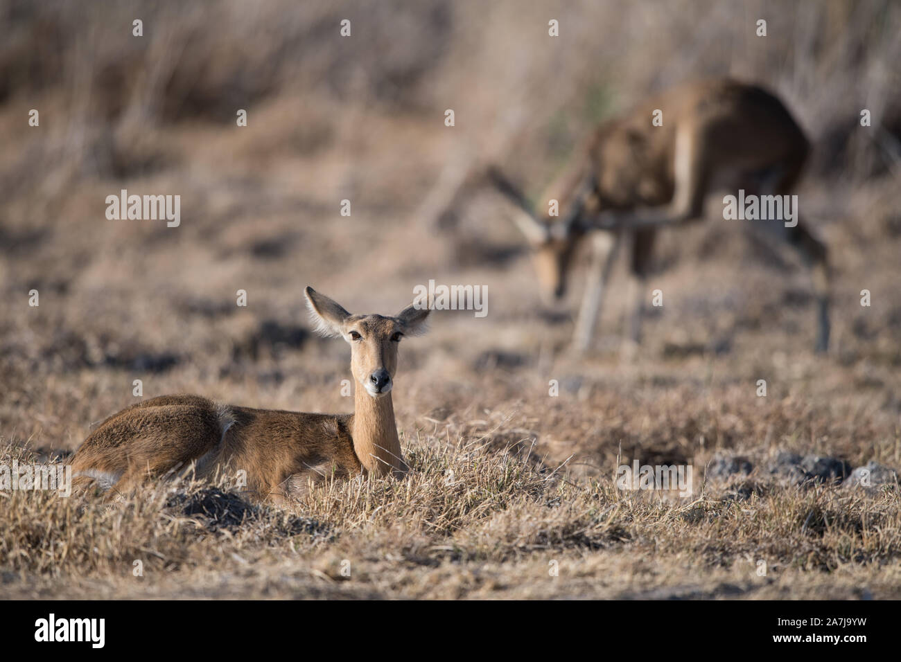 Reedbuck in reeds in Moremi NP (Xini lagoon), Botswana Stock Photo - Alamy
