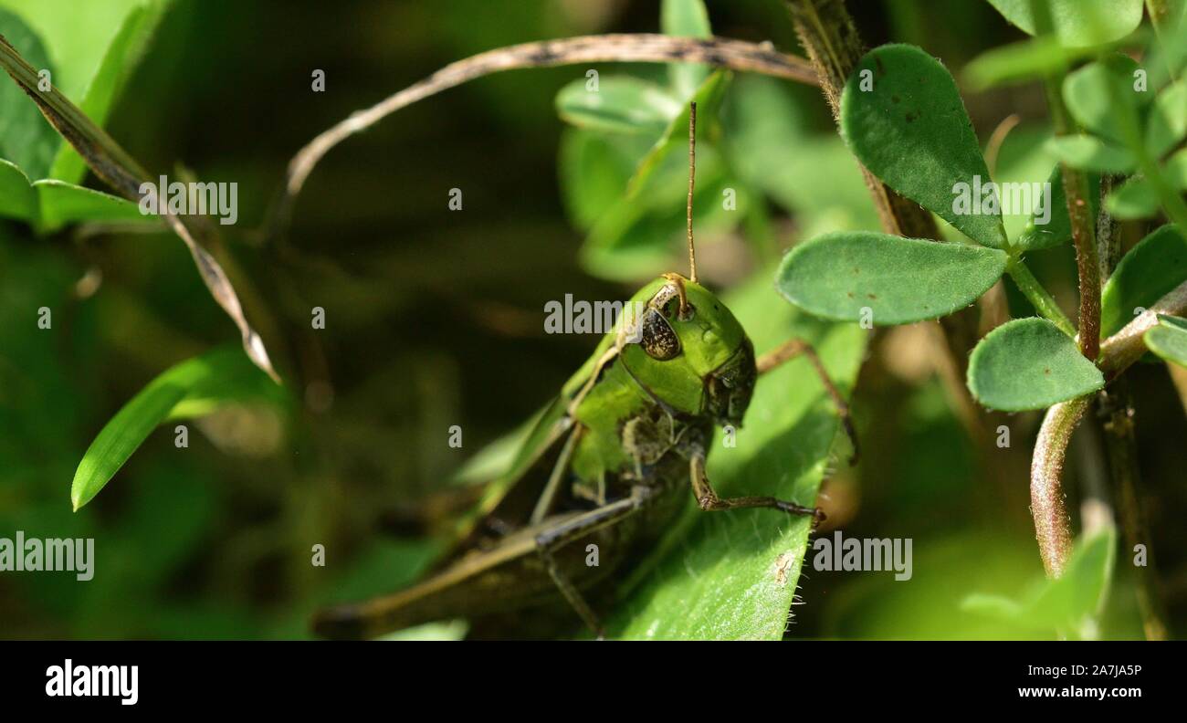 Meadow grasshopper macro of head hidden in the grass Stock Photo - Alamy