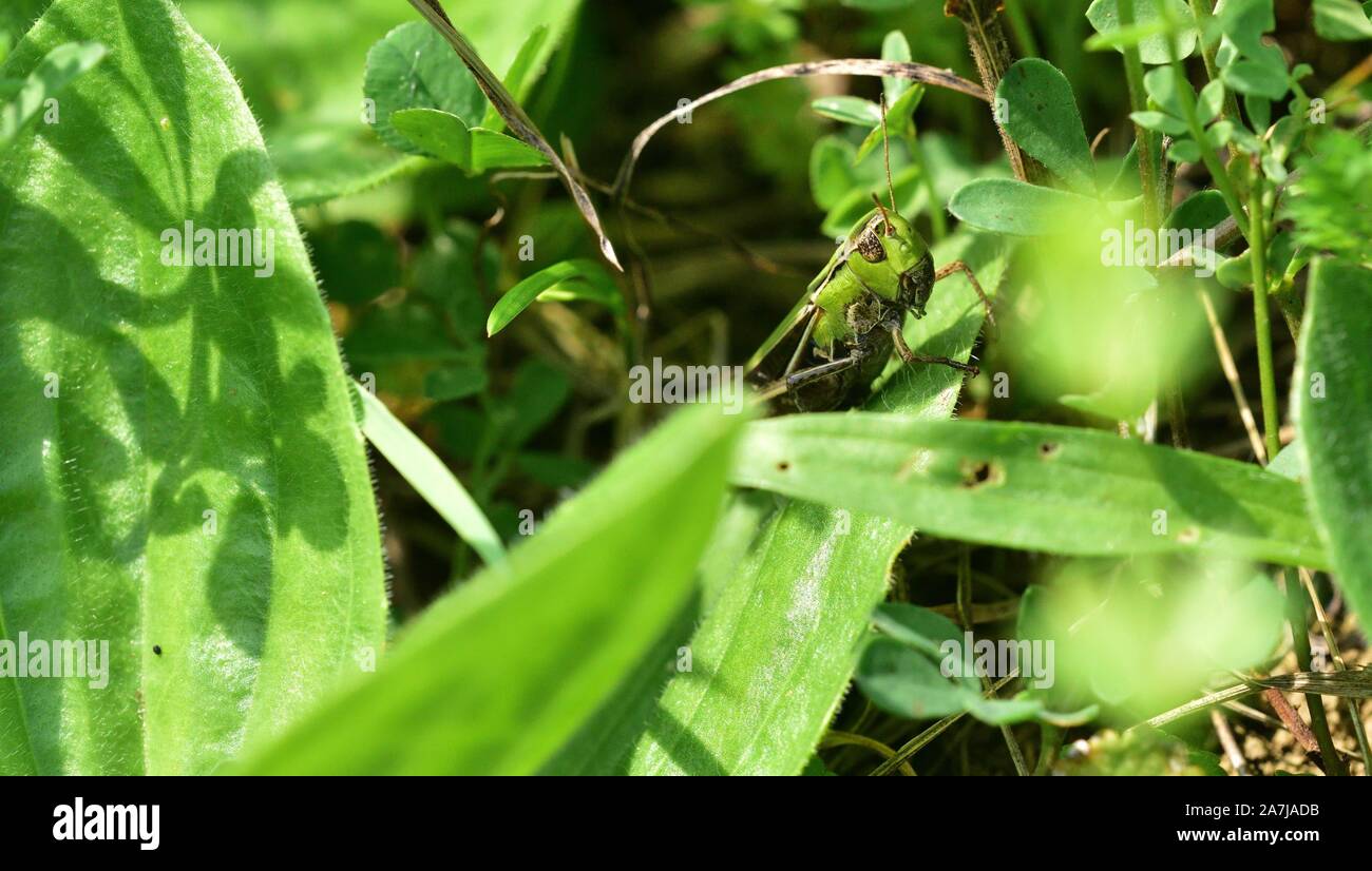 Meadow Grasshopper hidden in the grass Stock Photo - Alamy