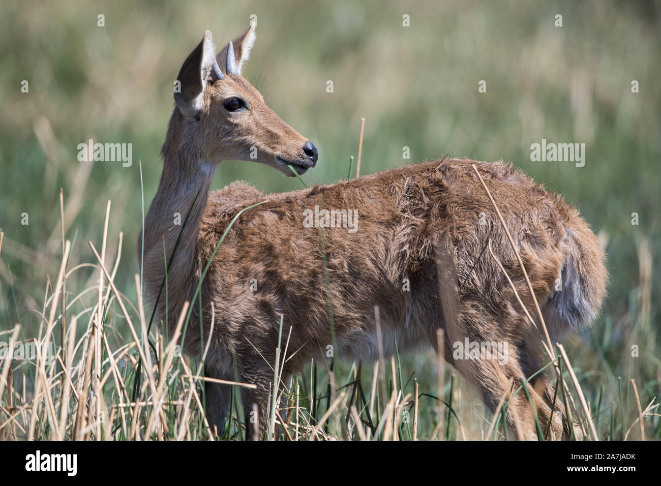 Southern reedbuck redunca arundinum hi-res stock photography and images ...