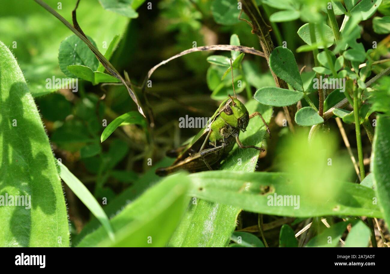 Meadow Grasshopper hidden in the grass Stock Photo - Alamy
