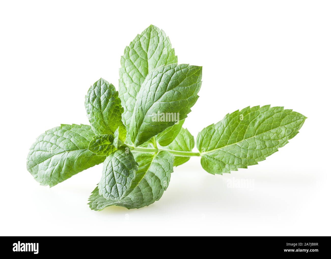 Fresh lemon balm leaves isolated on white background Stock Photo - Alamy