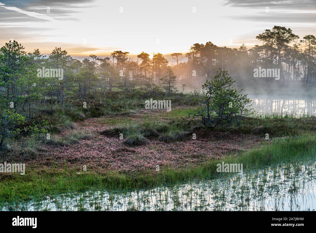 Sunrise in the bog landscape. Misty marsh, lakes nature environment ...