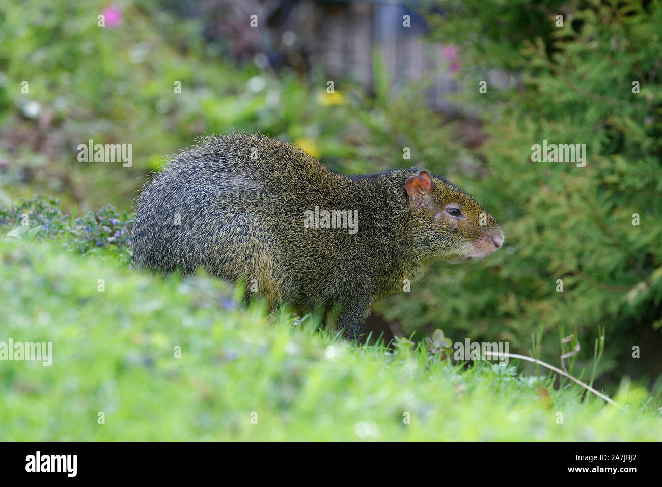 Rodent of south america hi-res stock photography and images - Alamy