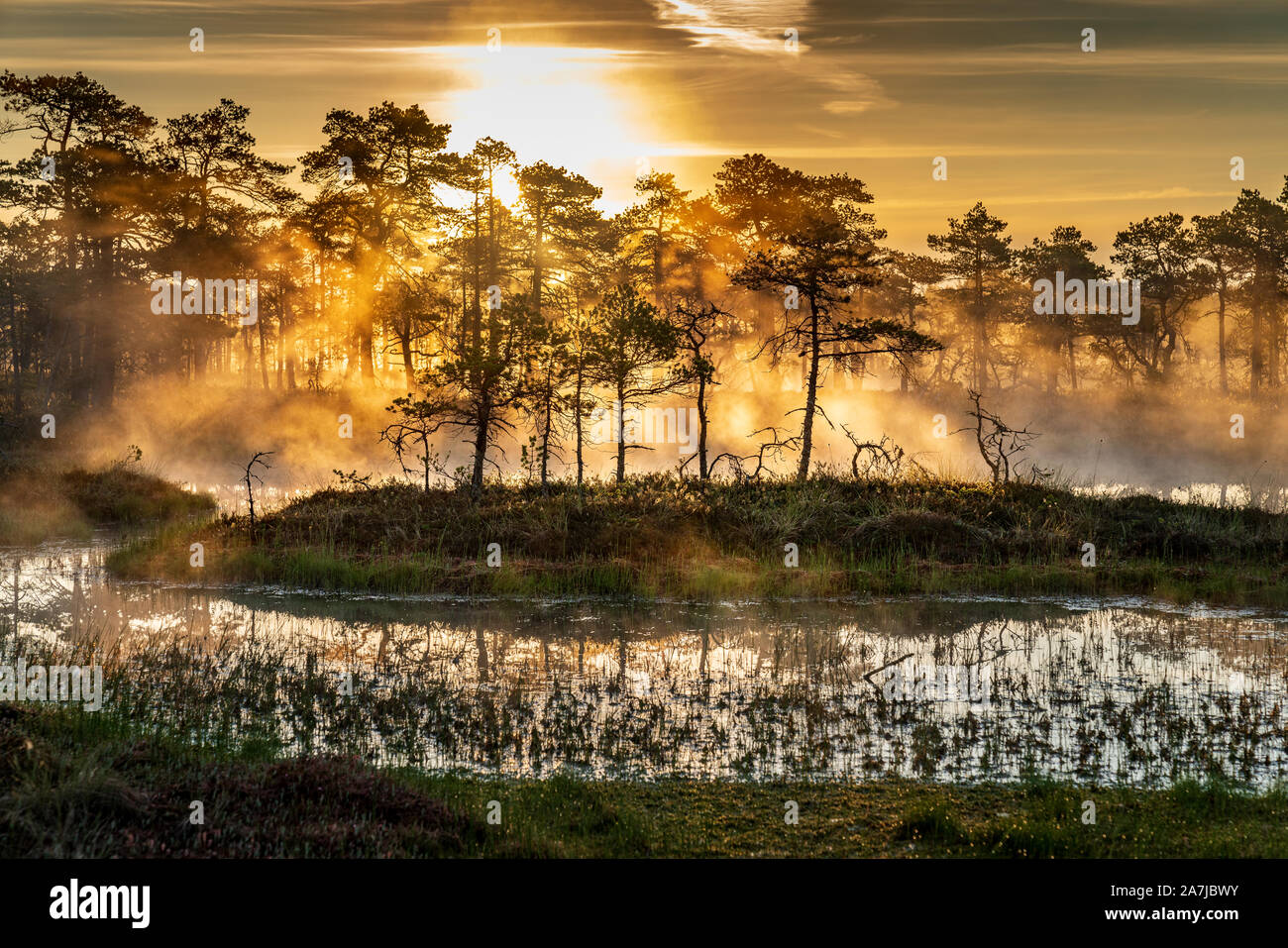 Sunrise in the bog landscape. Misty marsh, lakes nature environment ...