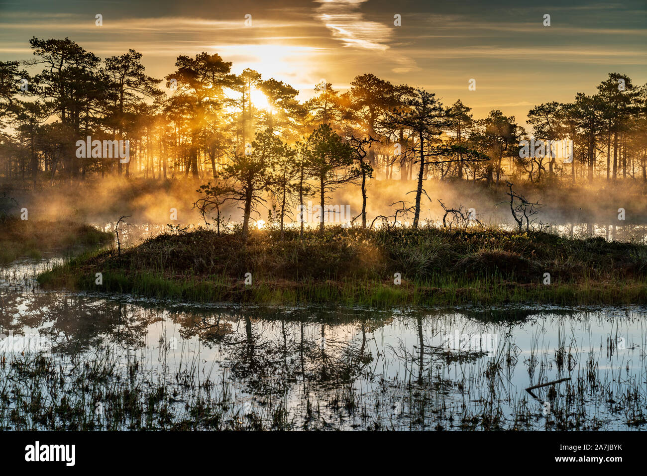 Sunrise in the bog landscape. Misty marsh, lakes nature environment ...