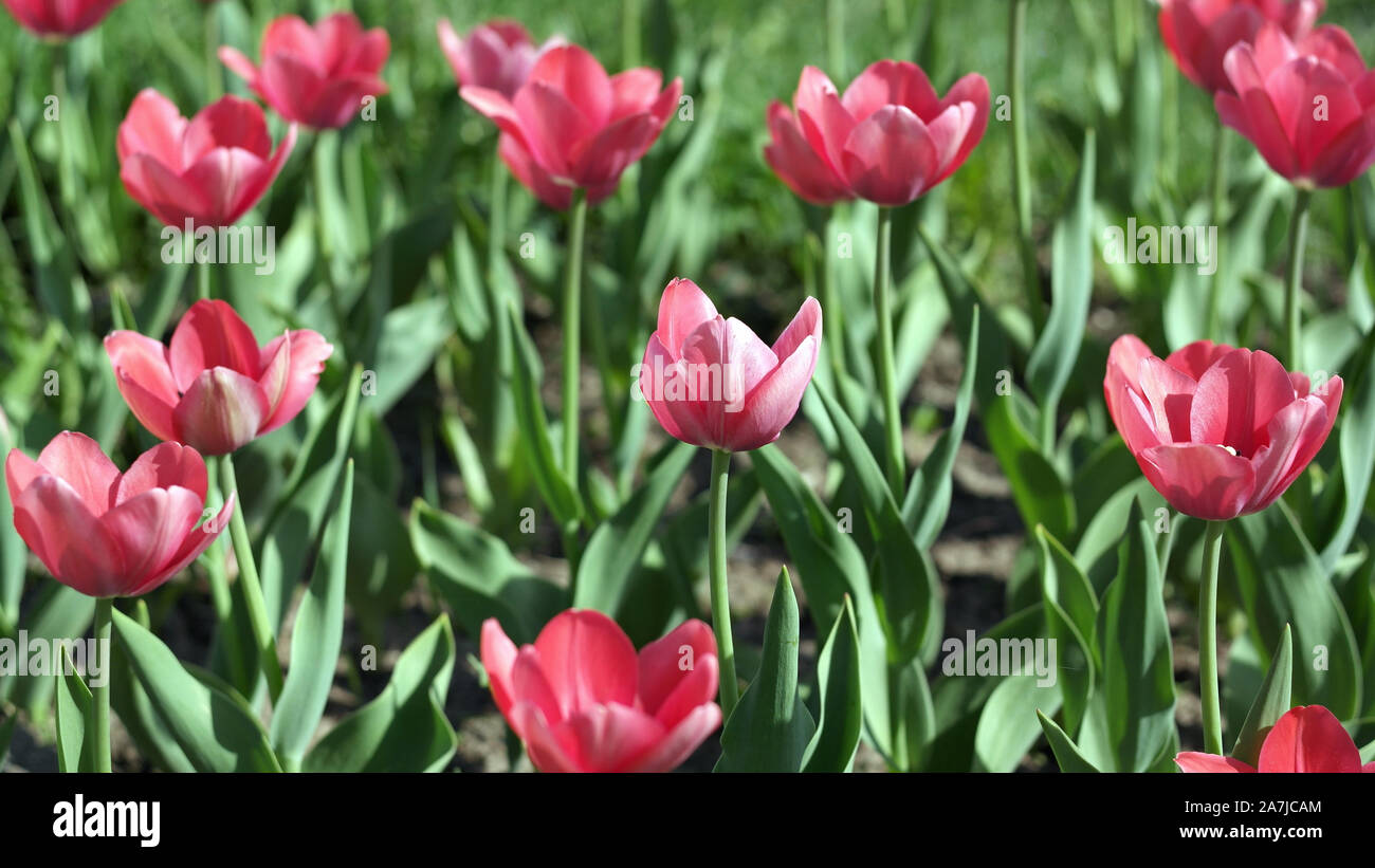 Red Tulip at Spring Stock Photo - Alamy