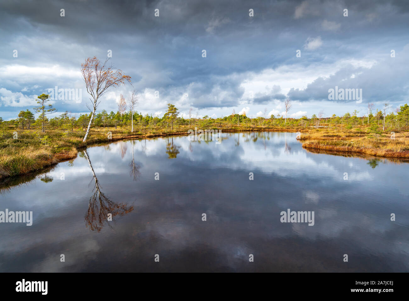 Sunrise in the bog. Icy cold marsh. Frosty ground. Swamp lake and ...