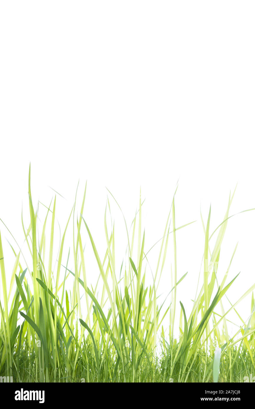 green grass studio shot, in front of white background Stock Photo - Alamy