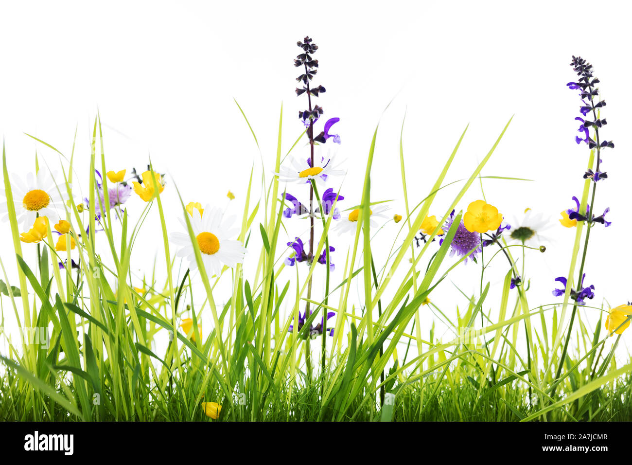 wild flower meadow in front of white background, studio shot Stock ...