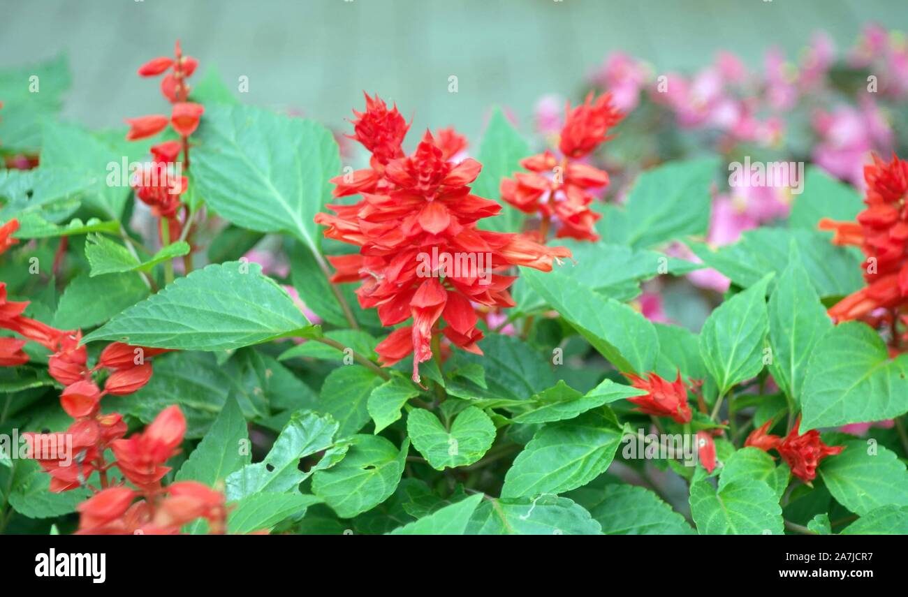 red little flowers Stock Photo - Alamy