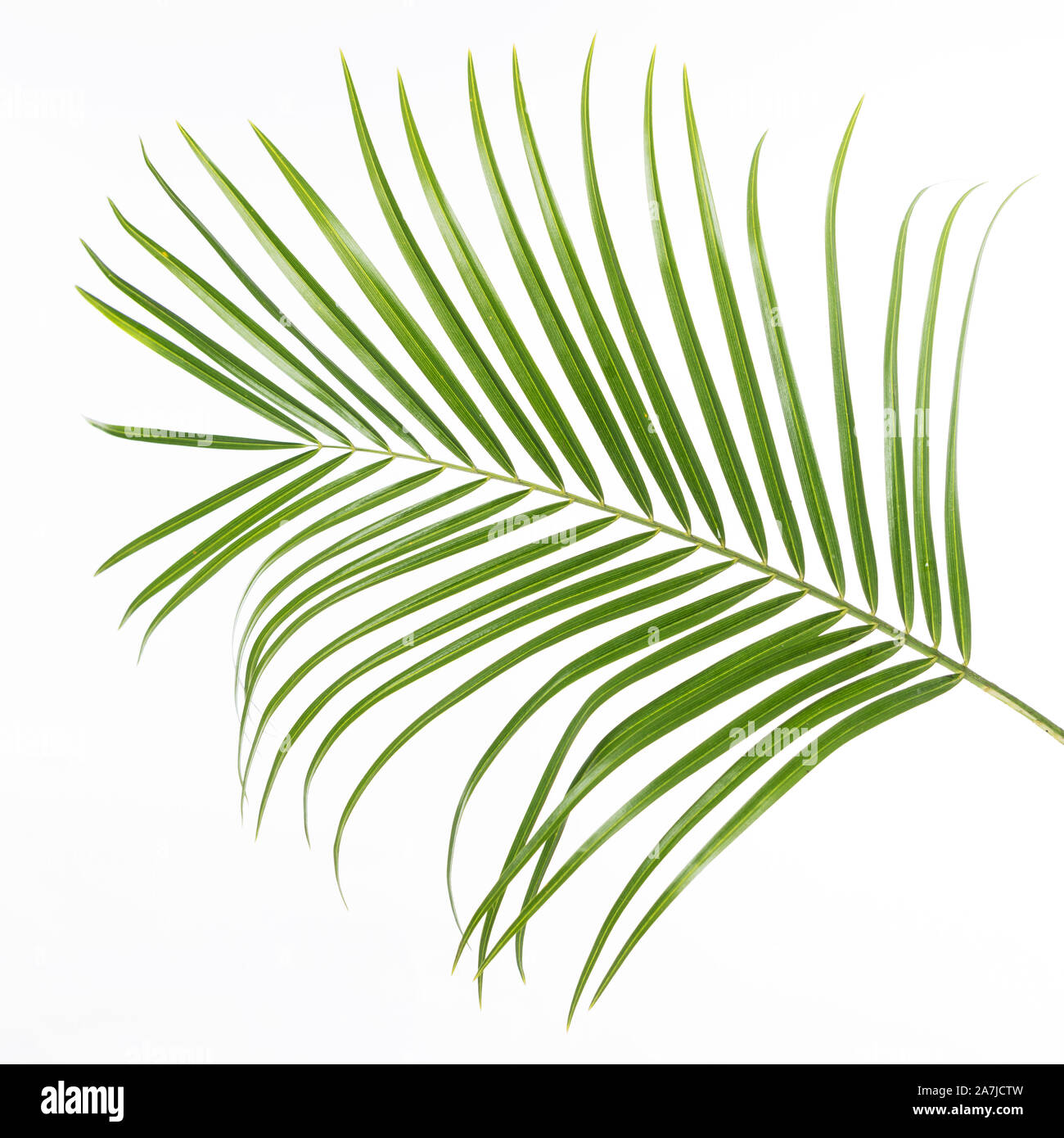 Fern in jungle Cut Out Stock Images & Pictures - Alamy