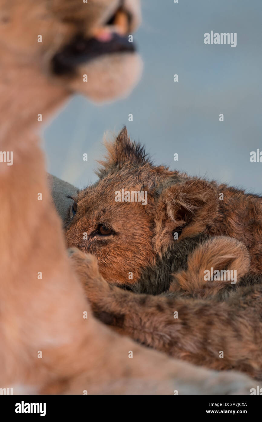 Lioness (panthera leo) with very small cubs in early morning light in ...