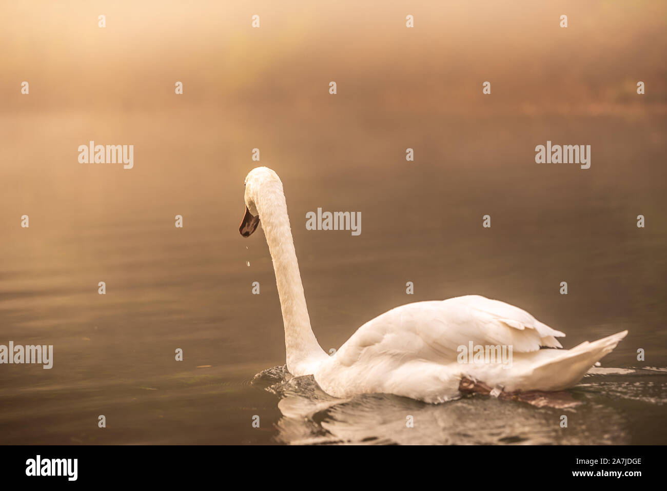 White swam swimming in the river. Foggy and sunny morrning, mist ...