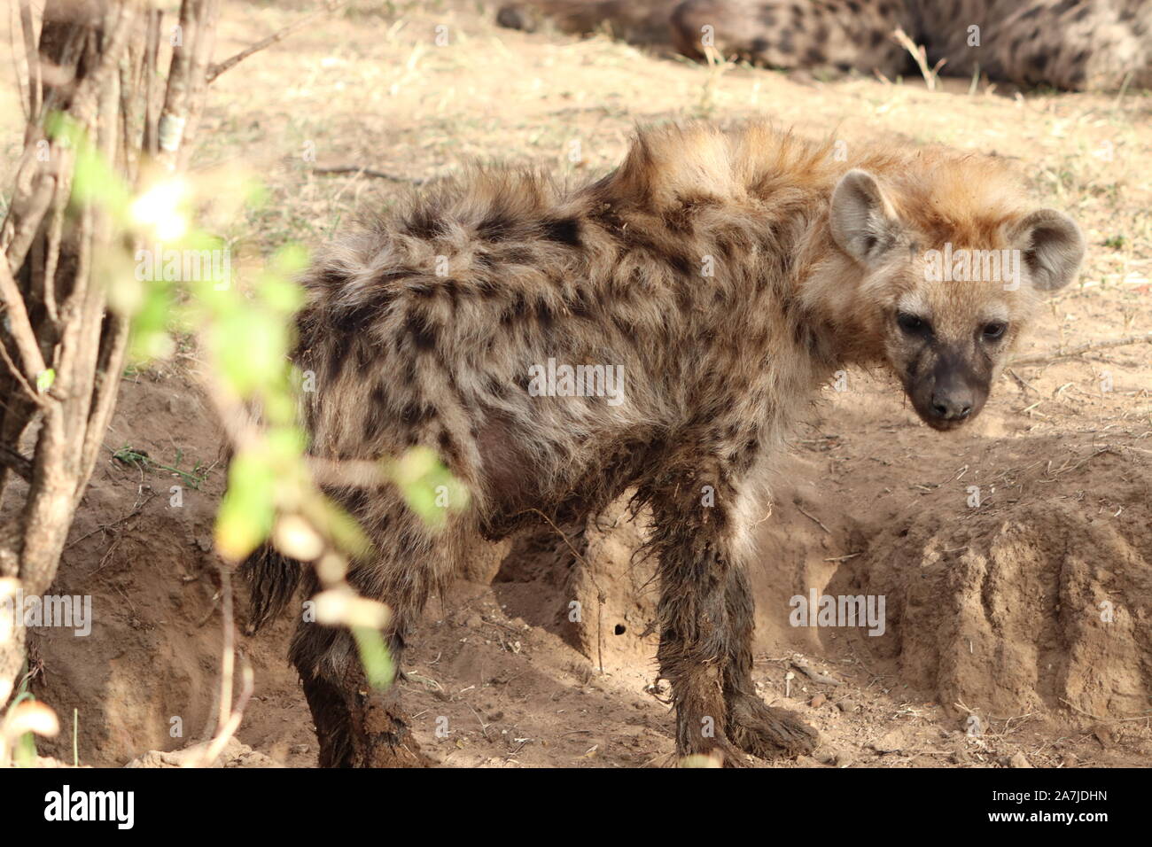 Young spotted hyena in the african savannah Stock Photo - Alamy