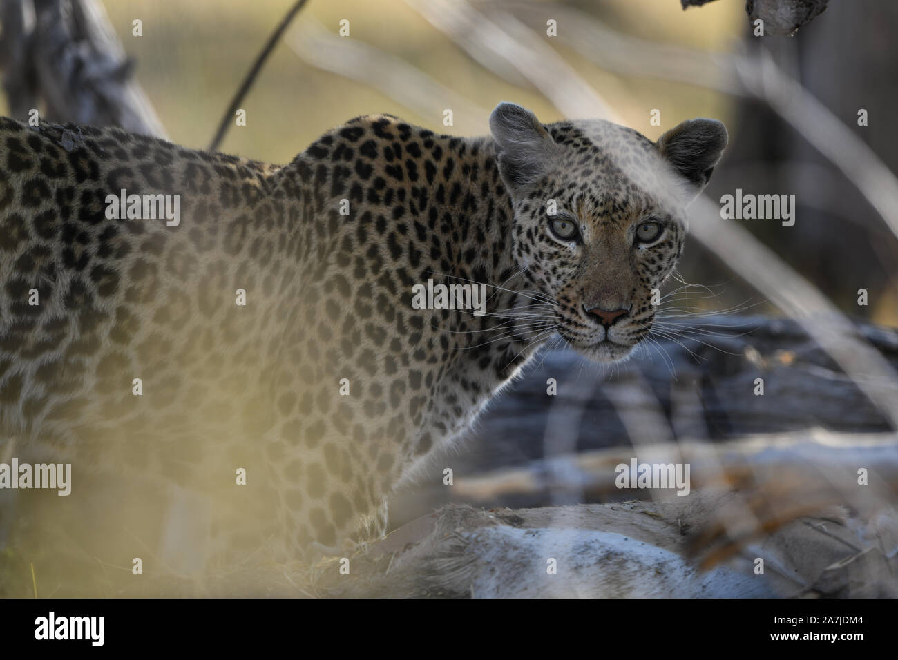 Female leopard with fresh impala kill in Moremi NP (khwai), Botswana ...