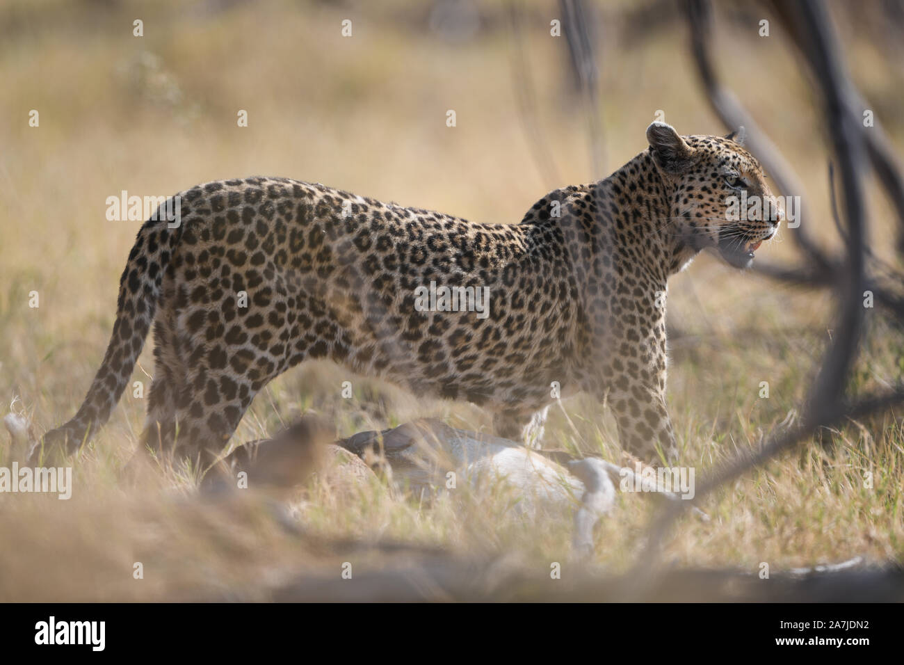 Female leopard with fresh impala kill in Moremi NP (khwai), Botswana ...