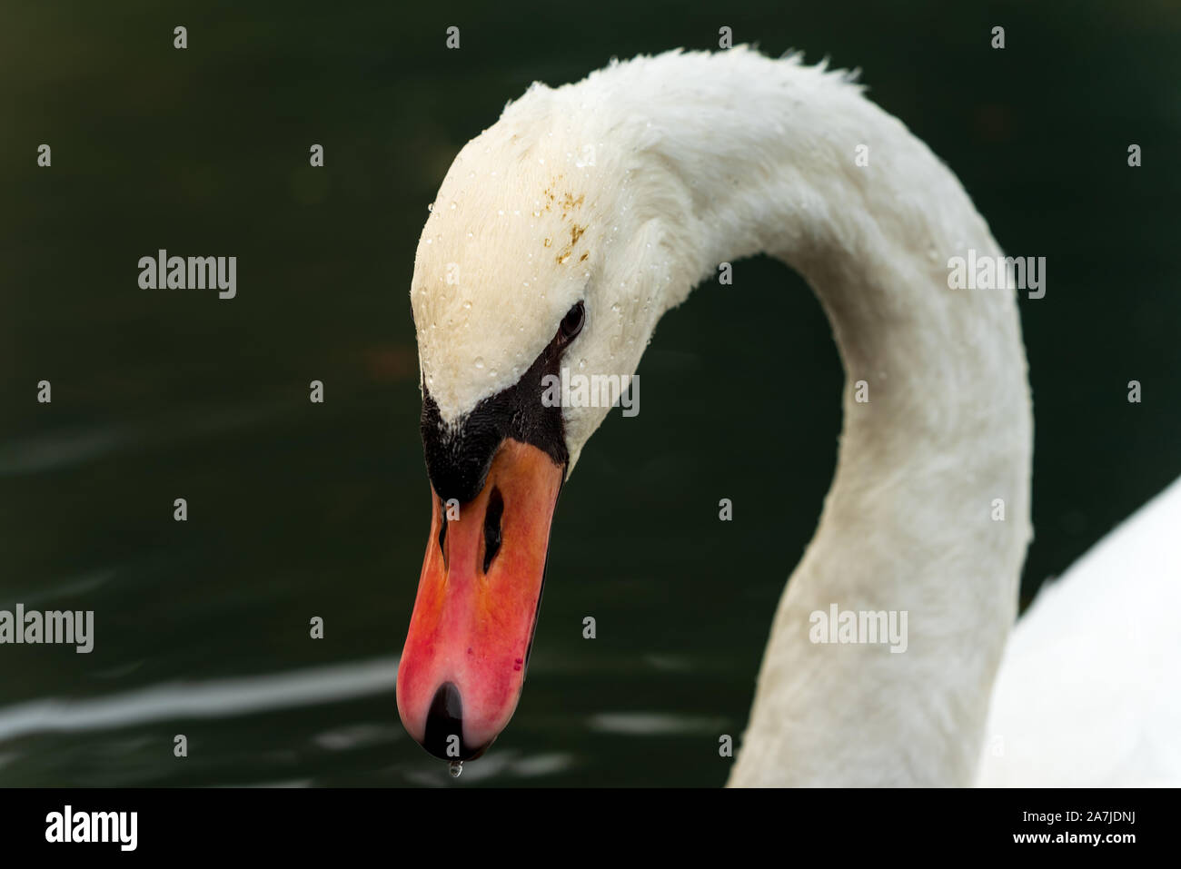 White mute swam hi-res stock photography and images - Alamy