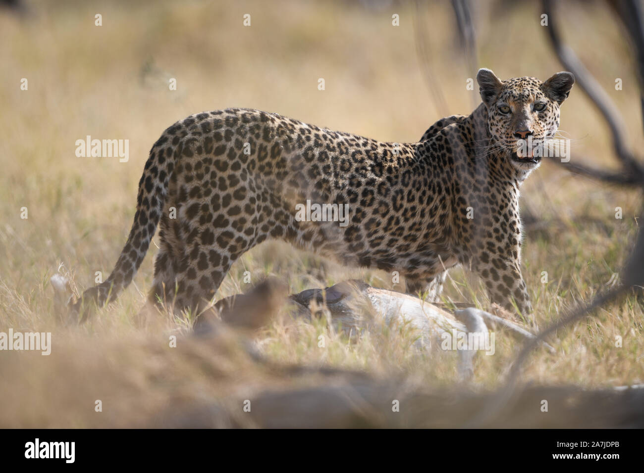 Female leopard with fresh impala kill in Moremi NP (khwai), Botswana ...